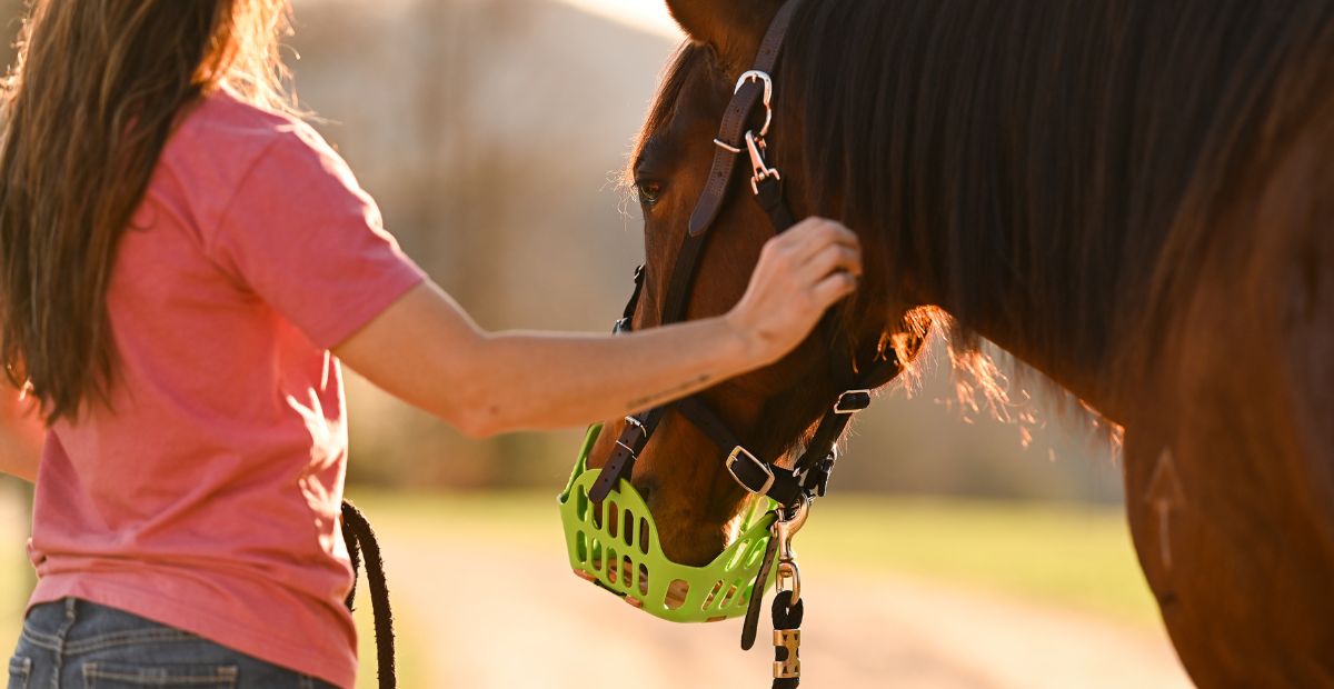 What are Some Common Horse Injuries? How Can I Prevent Them? – GG Equine