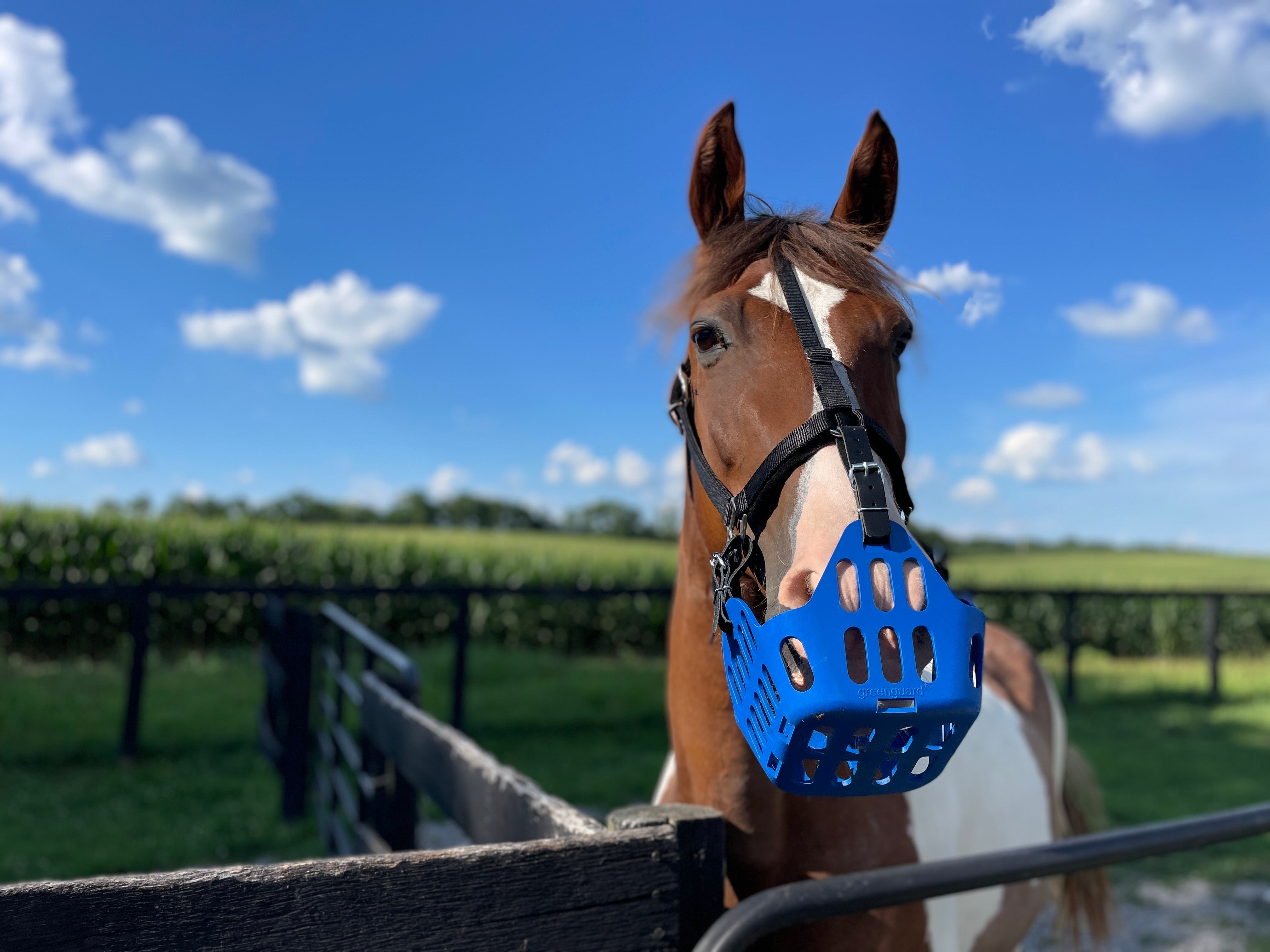 Trade Login GG Equine Trade Login GG Equine
