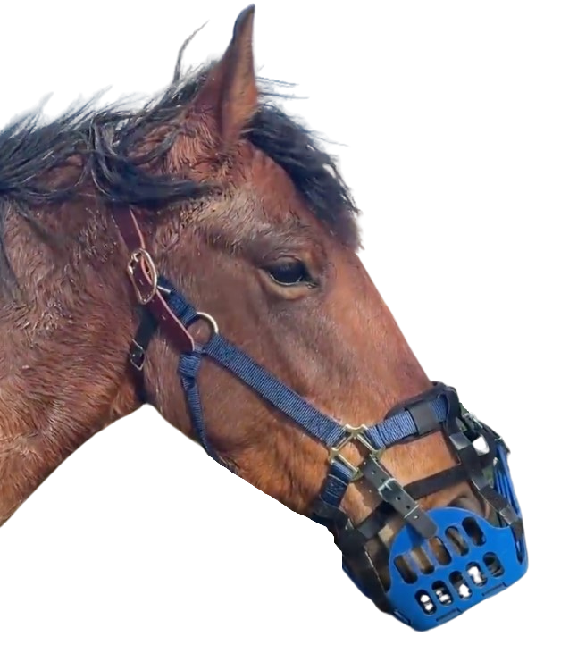 Houdini Helper Hook & Loop Corner Straps – GG Equine