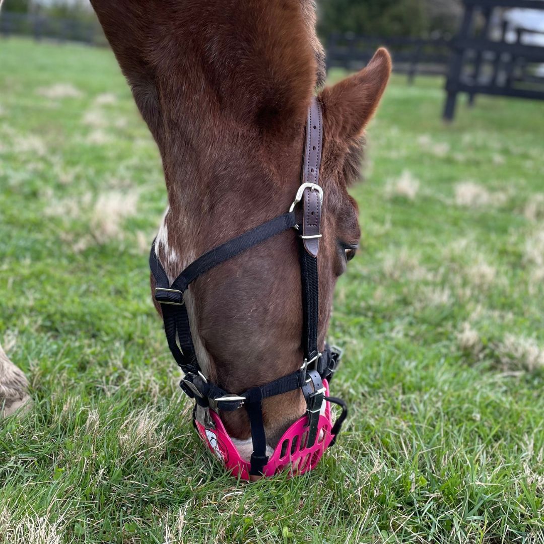 GG Equine USA - Slow Feed Solutions